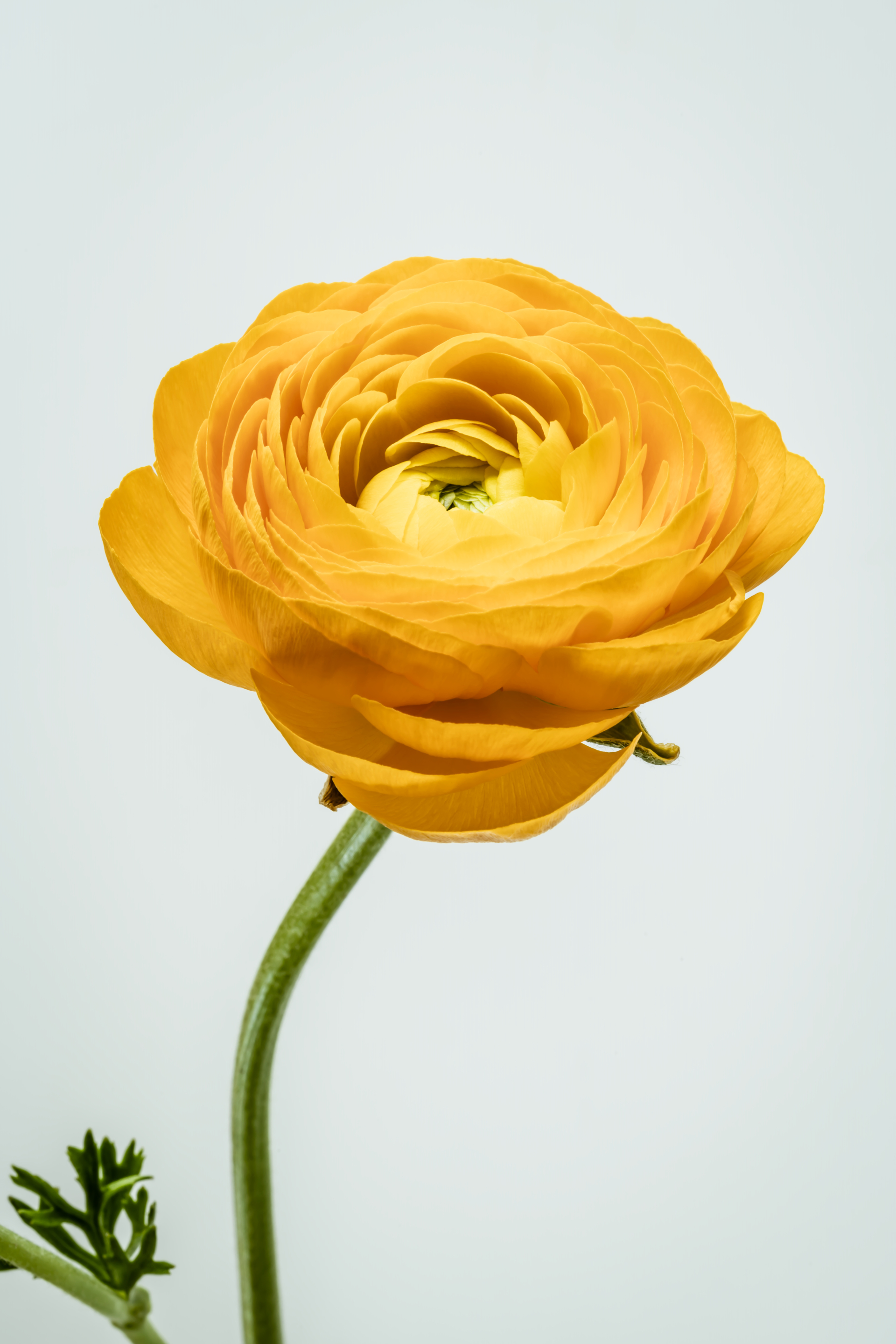 join us at linger & learn - this thursday! - Taste Design Inc.